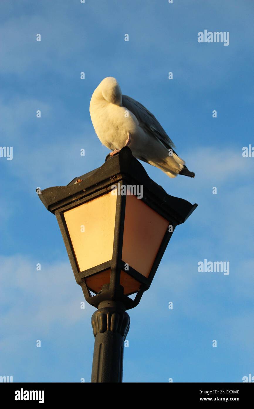 Adult seagull grooming itself atop an old style black streetlamp at ...