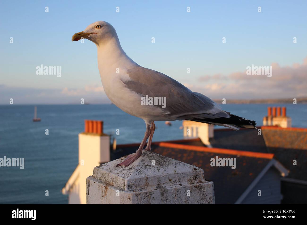 Adult seagull standing on a pillar at golden hour. Set against a light ...