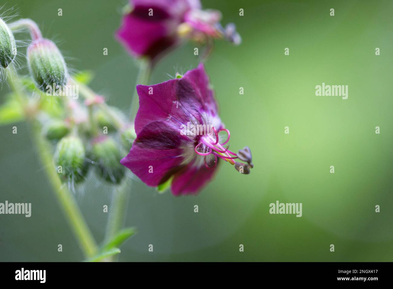 Geranium phaeum (called dusky crane's-bill, mourning widow, black widow ...