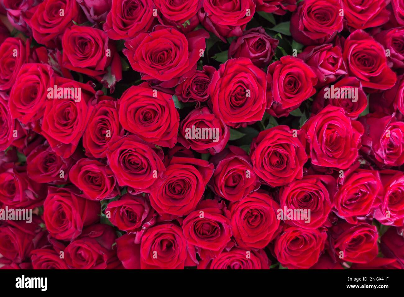Red Rose Bouquet. bouquet from red roses for use as background. Closeup ...