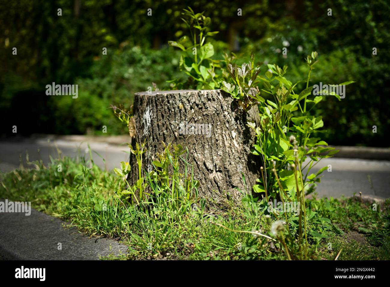 Outdoor woodcutting hi-res stock photography and images - Alamy