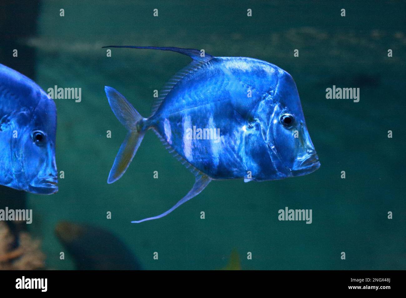 Bermuda lookdown fish hi-res stock photography and images - Alamy