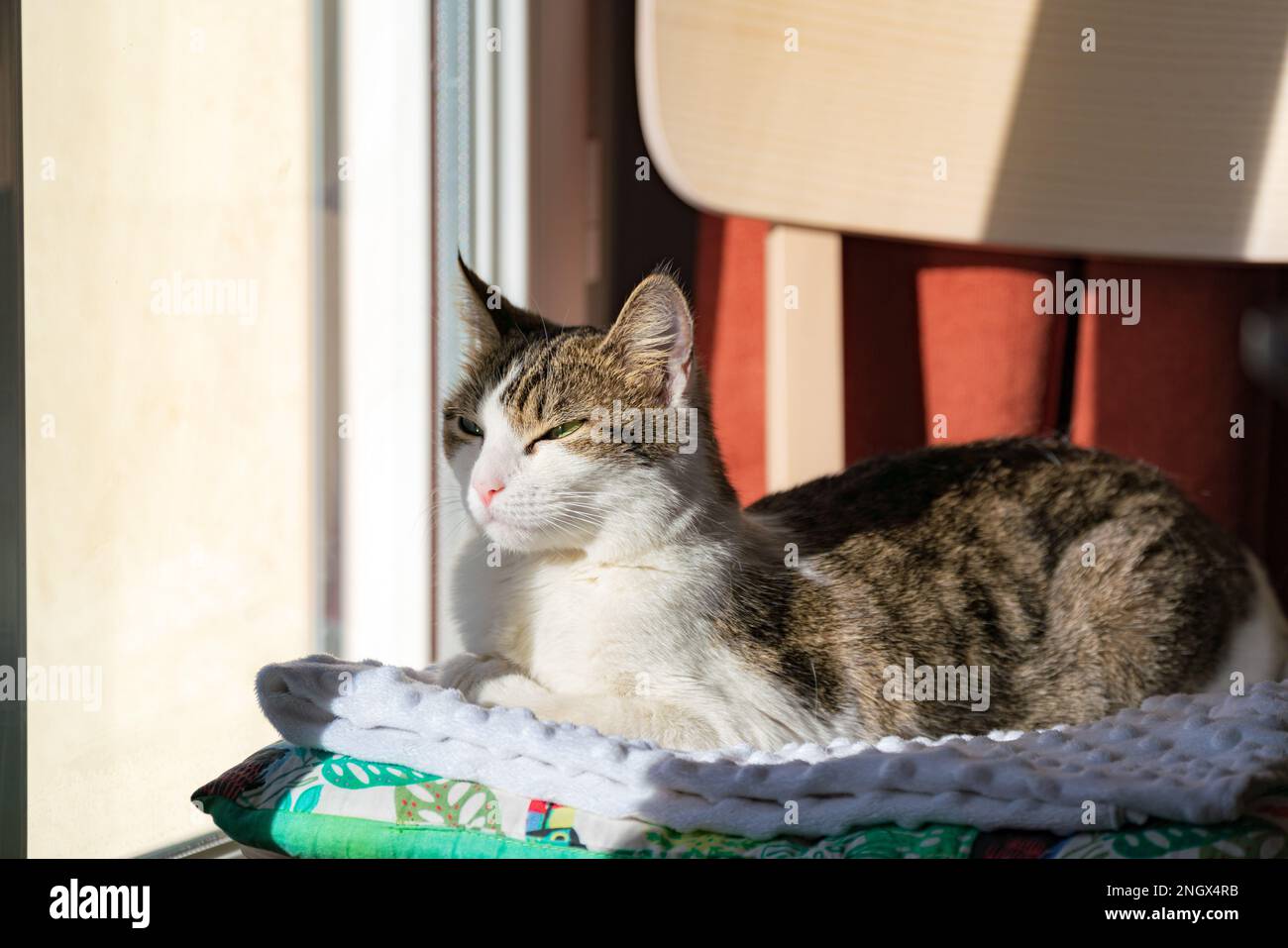Cat under chair hi-res stock photography and images - Alamy