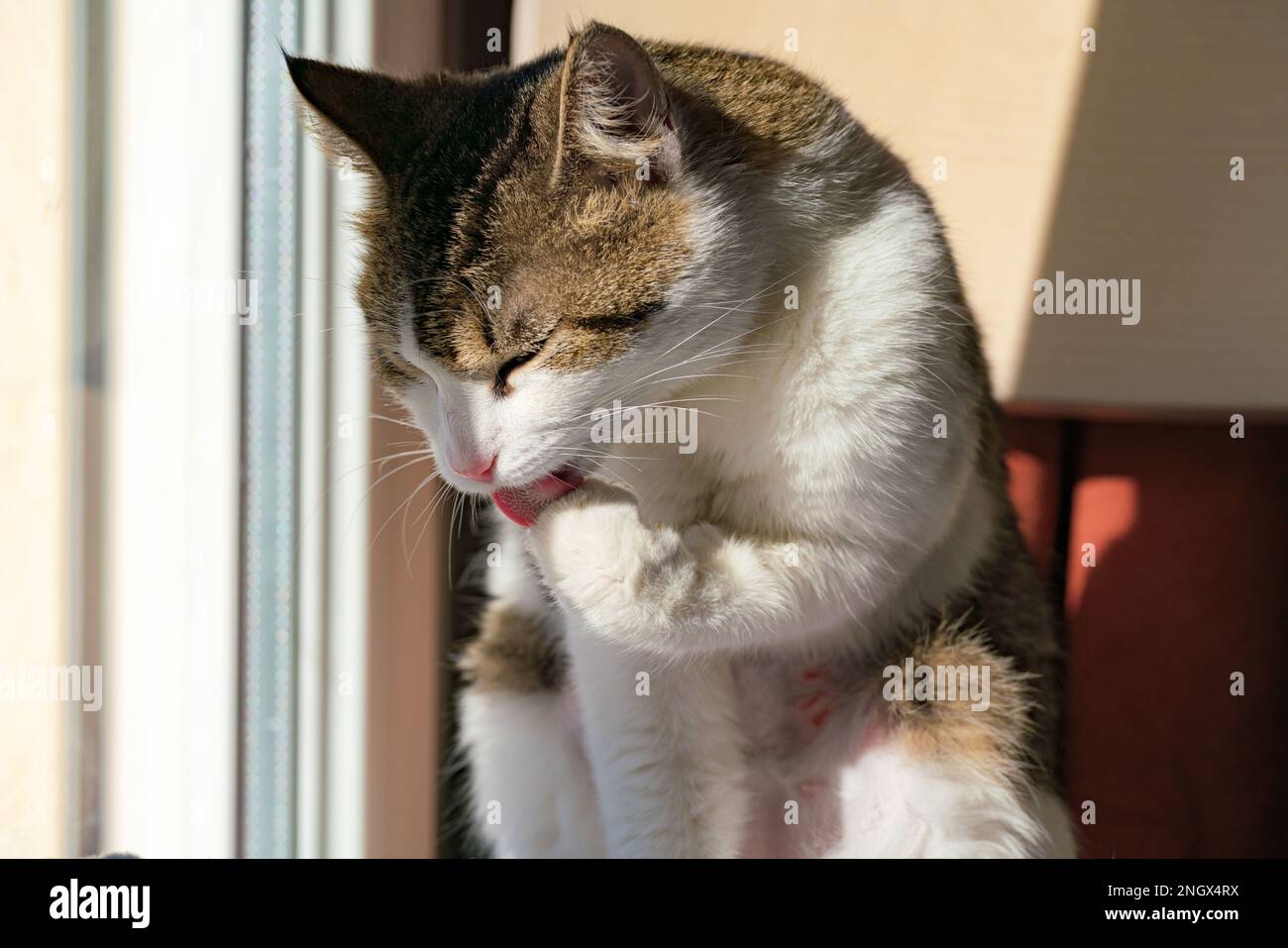 Cute little kitten cat cleaning hi-res stock photography and images - Alamy