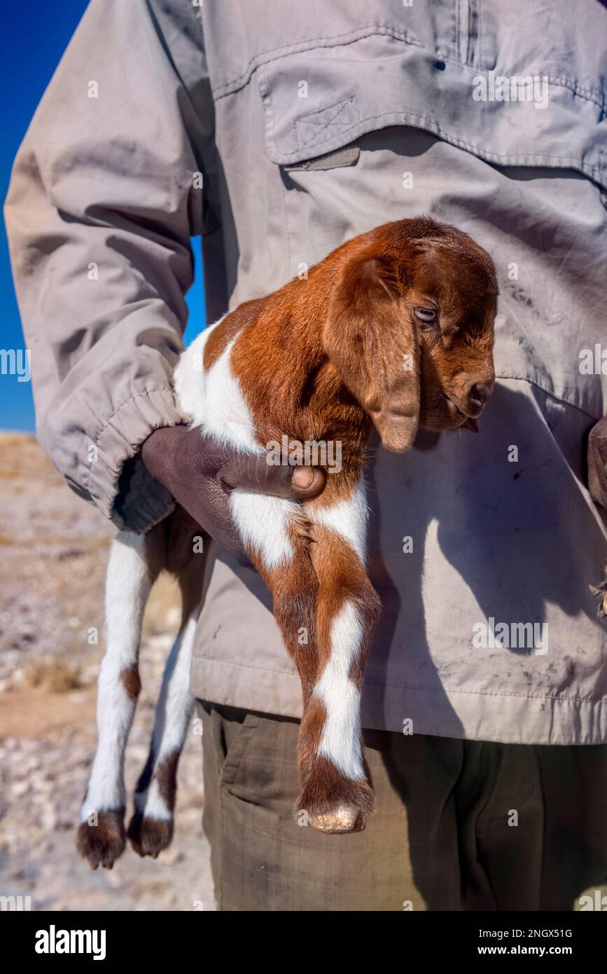 Namibia, Africa. a Sheperd with a goat Stock Photo - Alamy