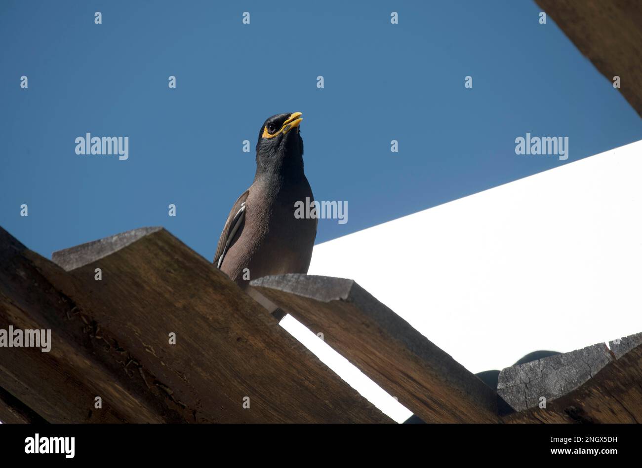 Close-up of an Australian Common Myna (Acridotheres tristis) in Sydney ...