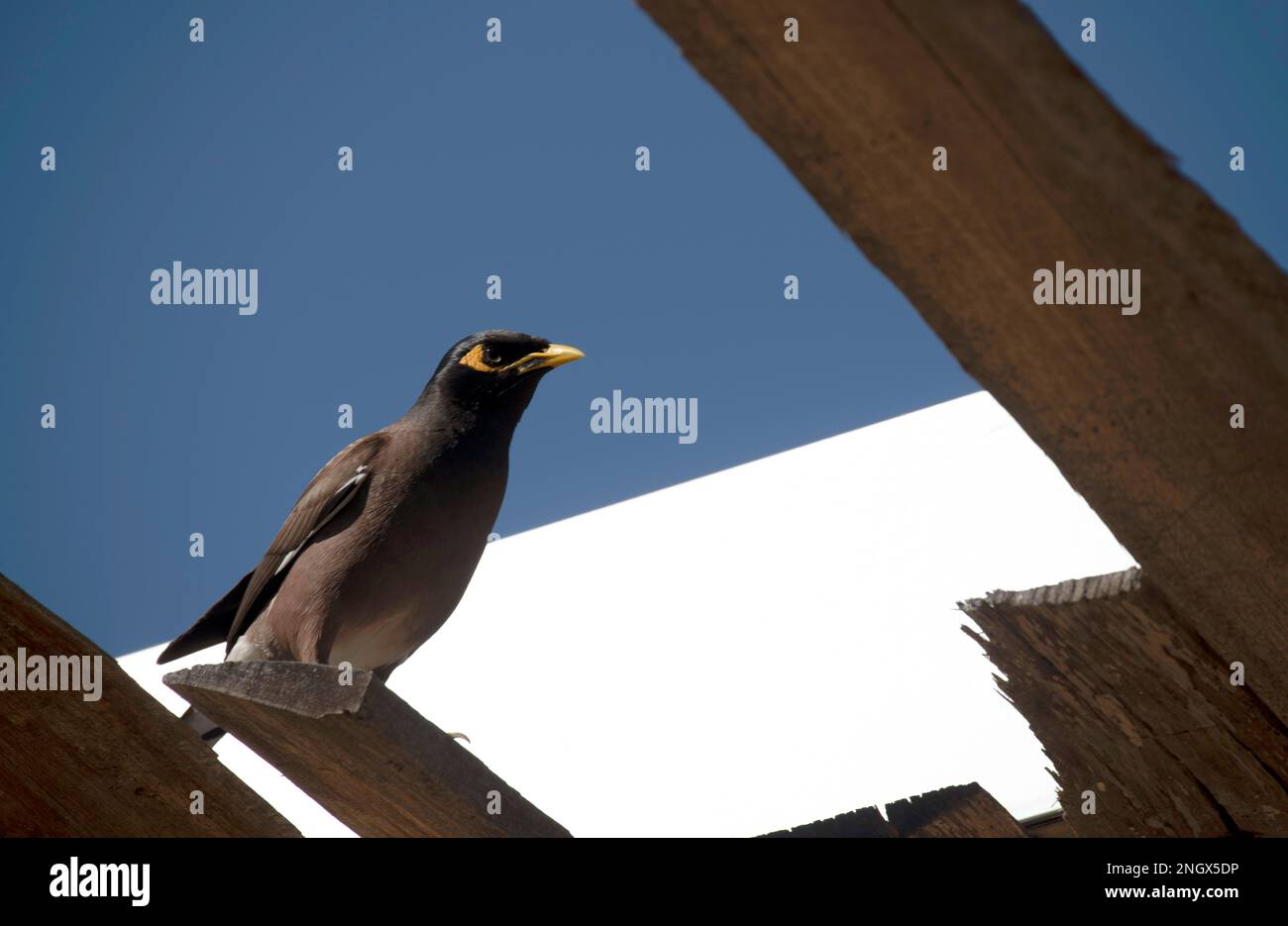 Close-up of an Australian Common Myna (Acridotheres tristis) in Sydney ...