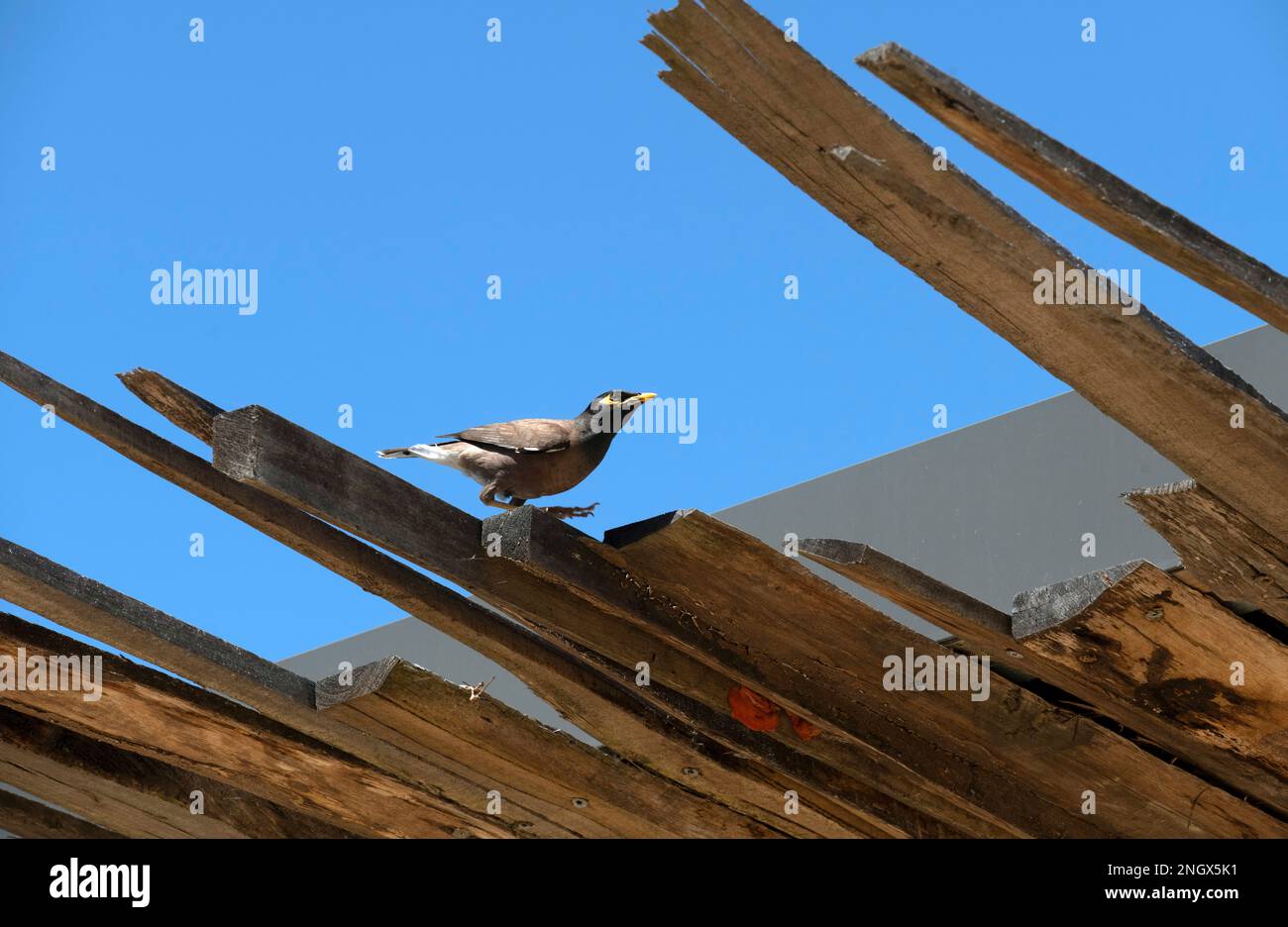 An Australian Common Myna (Acridotheres tristis) scanning surroundings ...