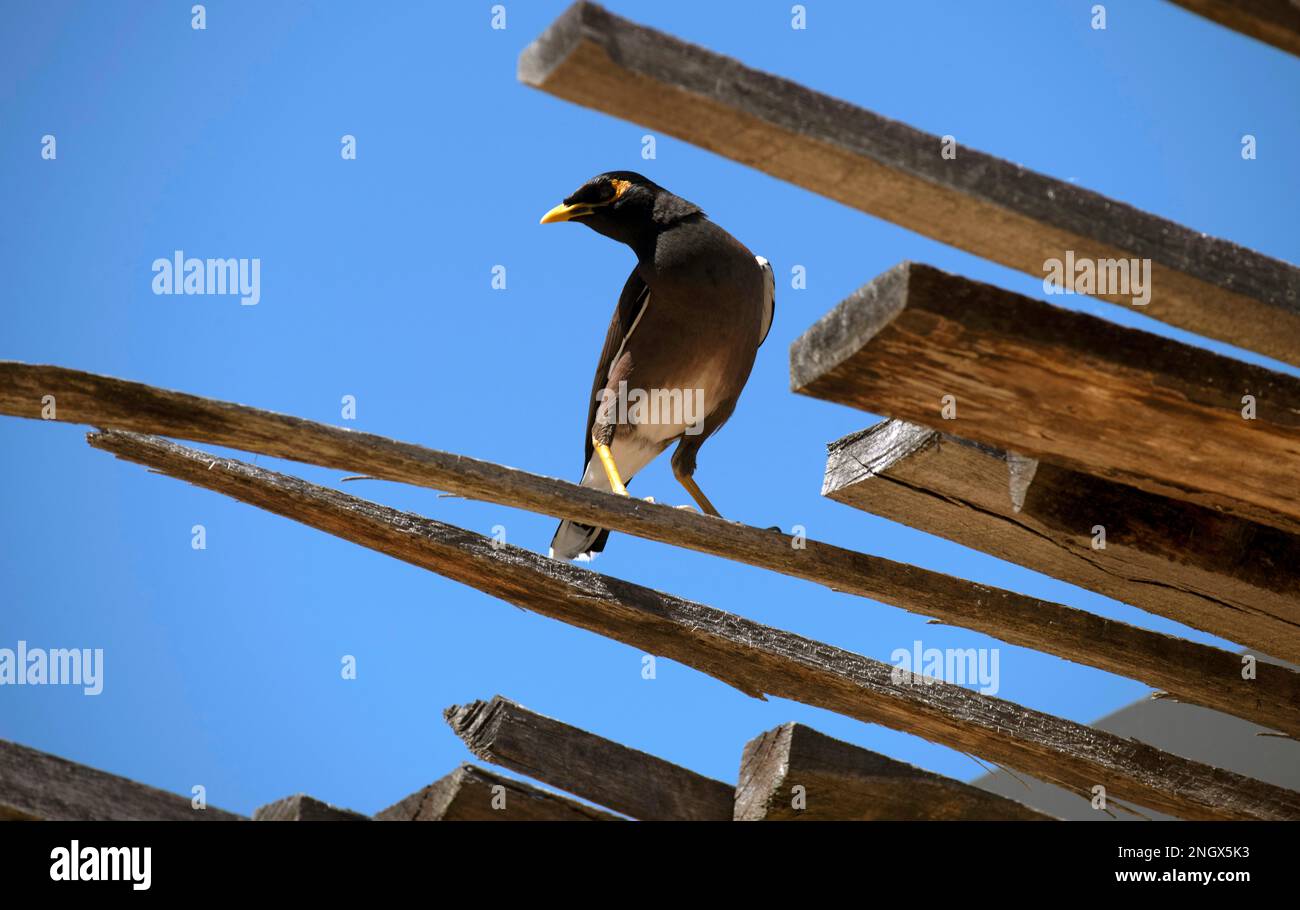 An Australian Common Myna (Acridotheres tristis) scanning surroundings ...