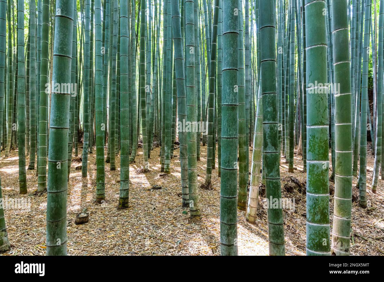 Kyoto Japan. Arashiyama Bamboo Grove Stock Photo - Alamy