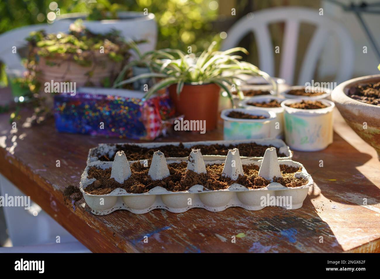 Egg Cartons,Yogurt Tubs And Milk Carton Box Reused As Seedling Starter ...