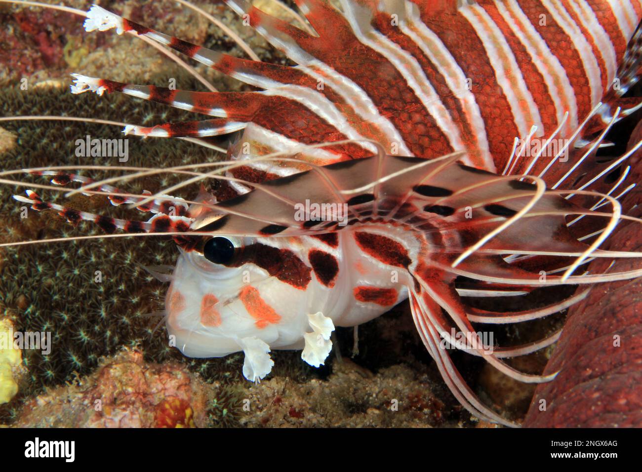Marine scorpionfish spotfin lionfish hi-res stock photography and ...