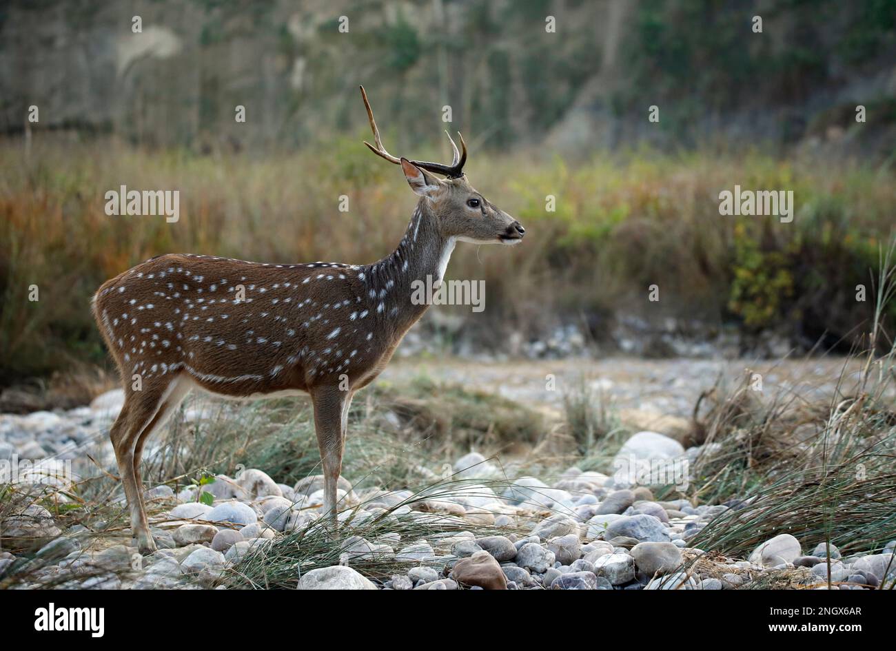 Spotted Deer (Axis axis – aka Chital, Axis Deer). Jim Corbett National ...