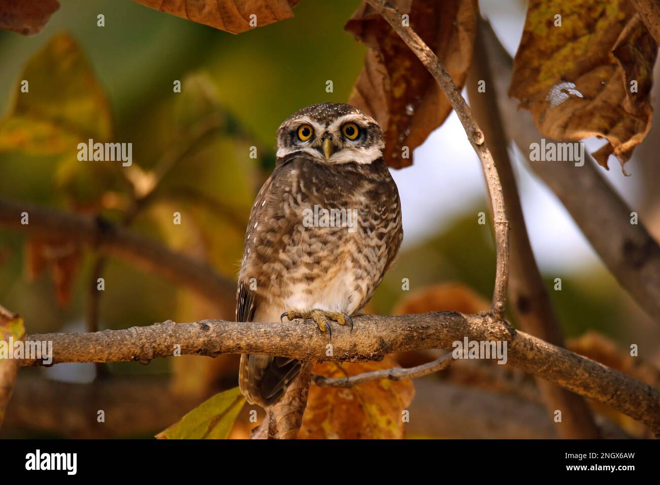 Spotted Owlet (Athene brama) on Branch. Pench National Park, Madya ...