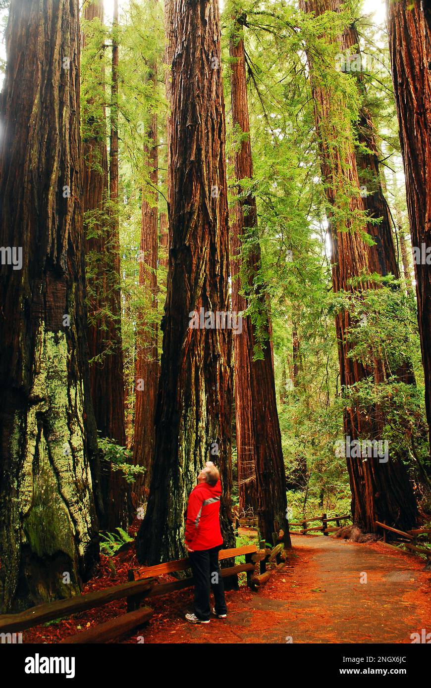 An adult man strains to see the tops of giant redwood trees in a west ...