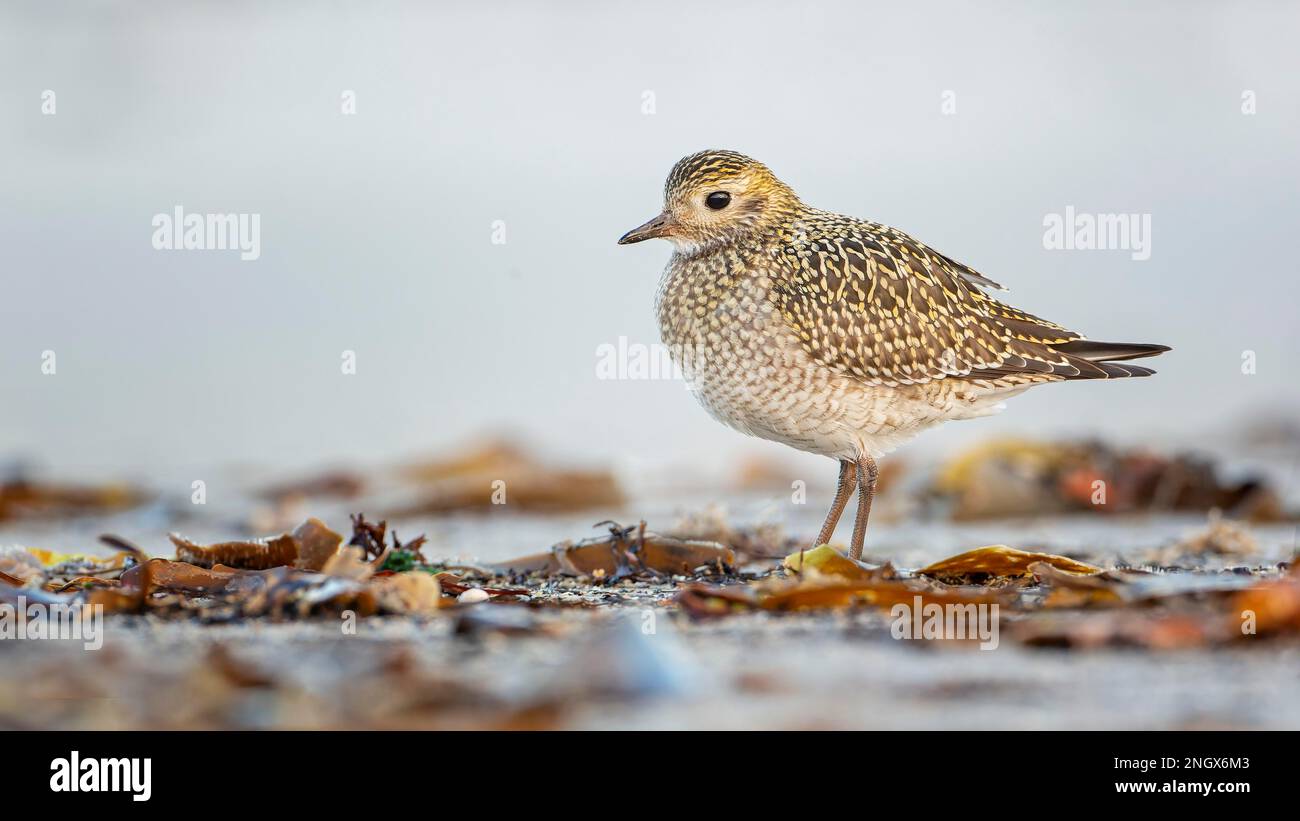 European golden plover (Pluvialis apricaria) Resting dress, foraging in ...