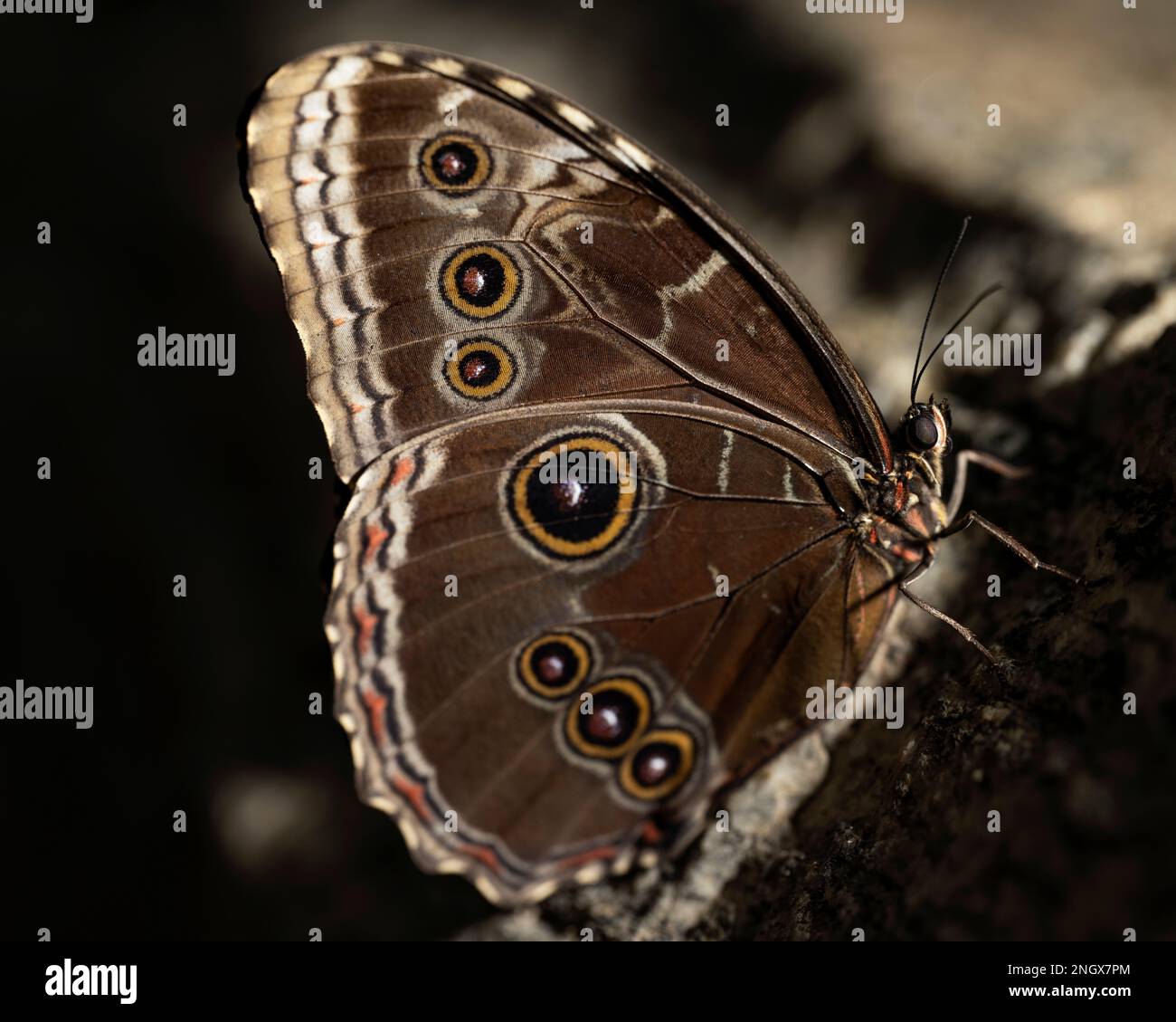 Blue Morpho Butterfly perched on a rock. Morpho peleides, nymphalidae ...