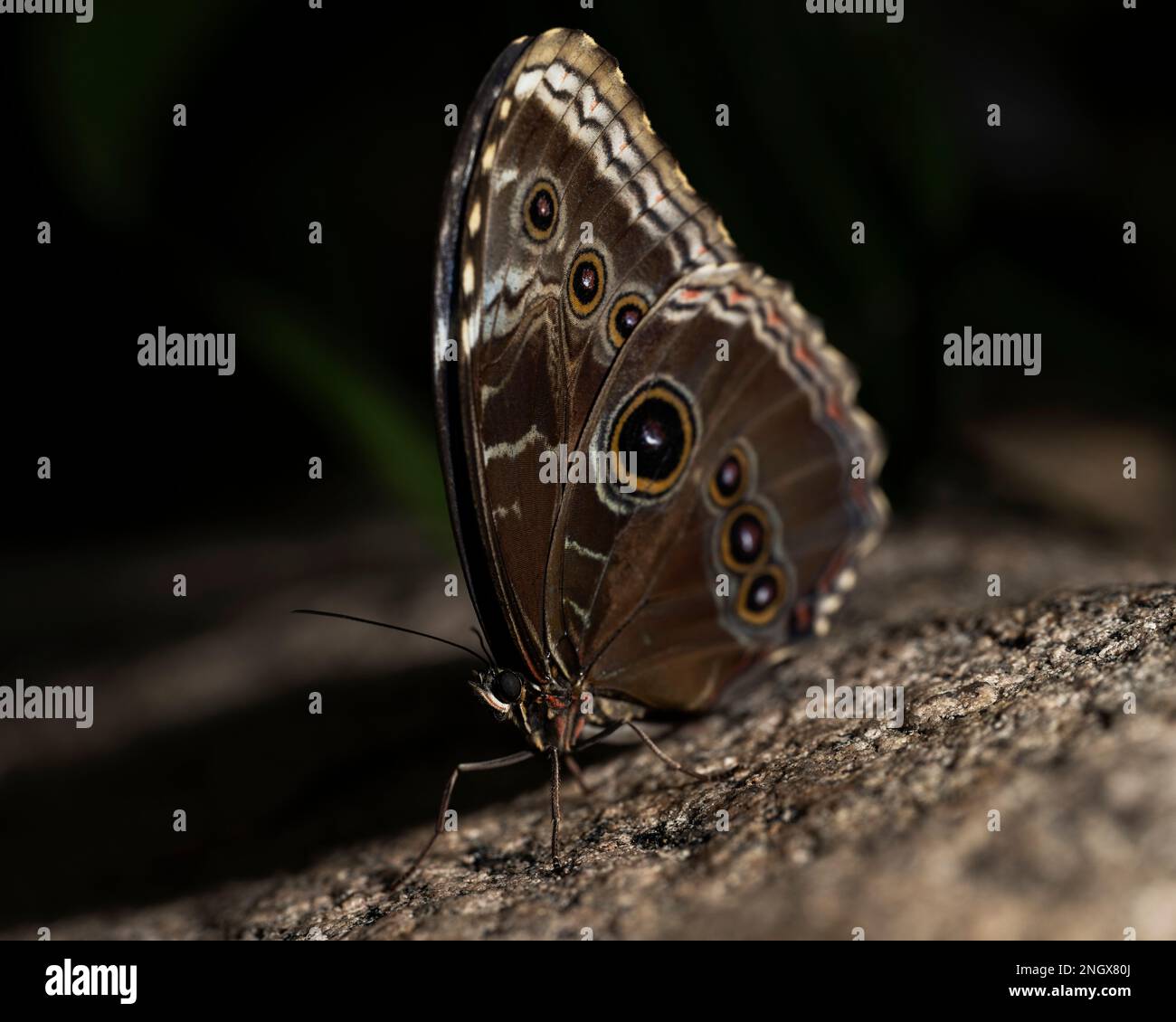 Blue Morpho Butterfly perched on a rock. Morpho peleides, nymphalidae family Stock Photo - Alamy