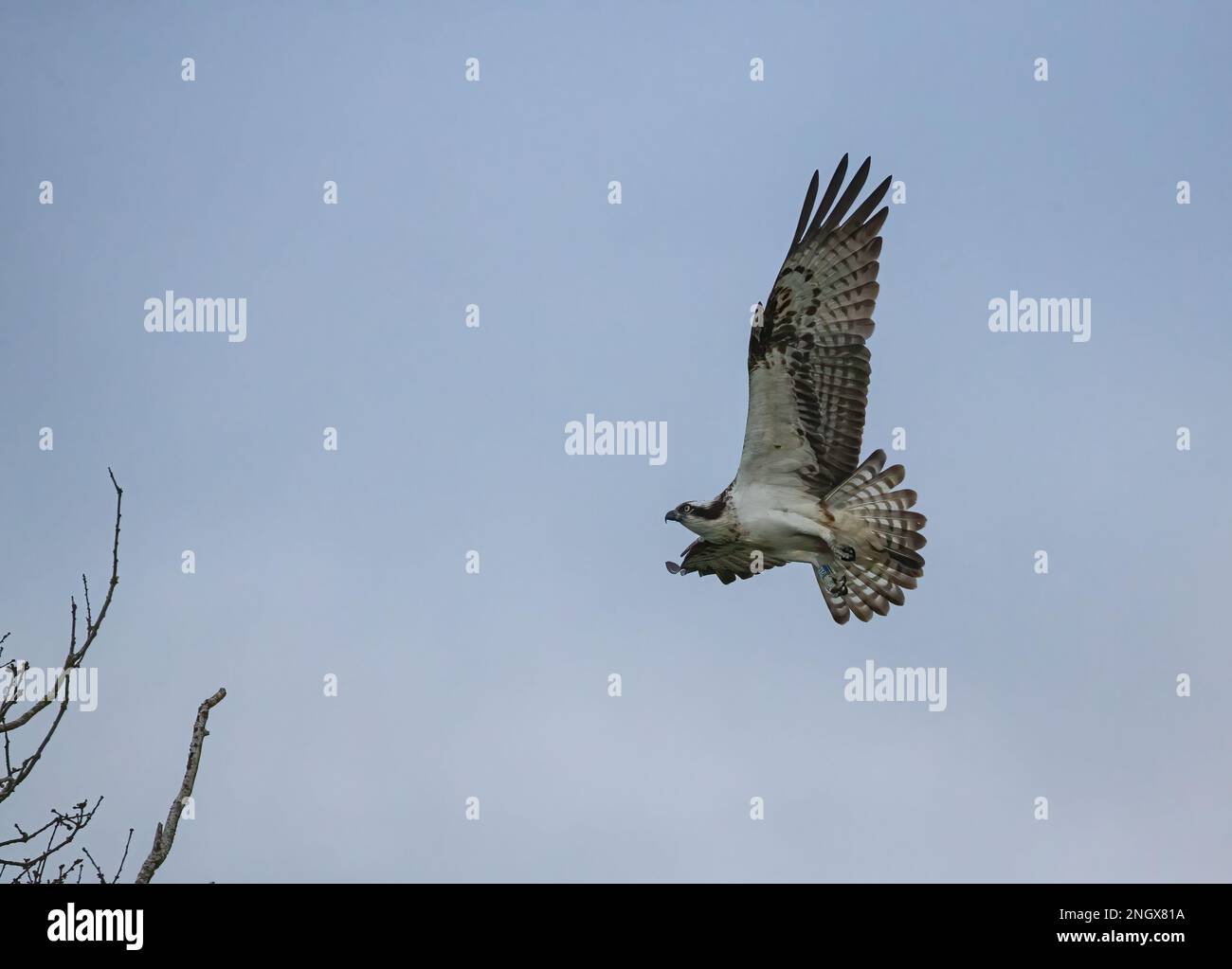 An action shot of an Osprey (Pandion haliaetus) in flight , huge wings ...