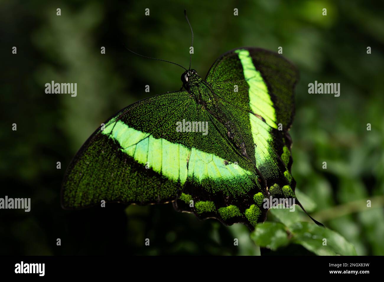 An Emerald Swallowtail Butterfly, scientific name: Papilio palinurus of ...