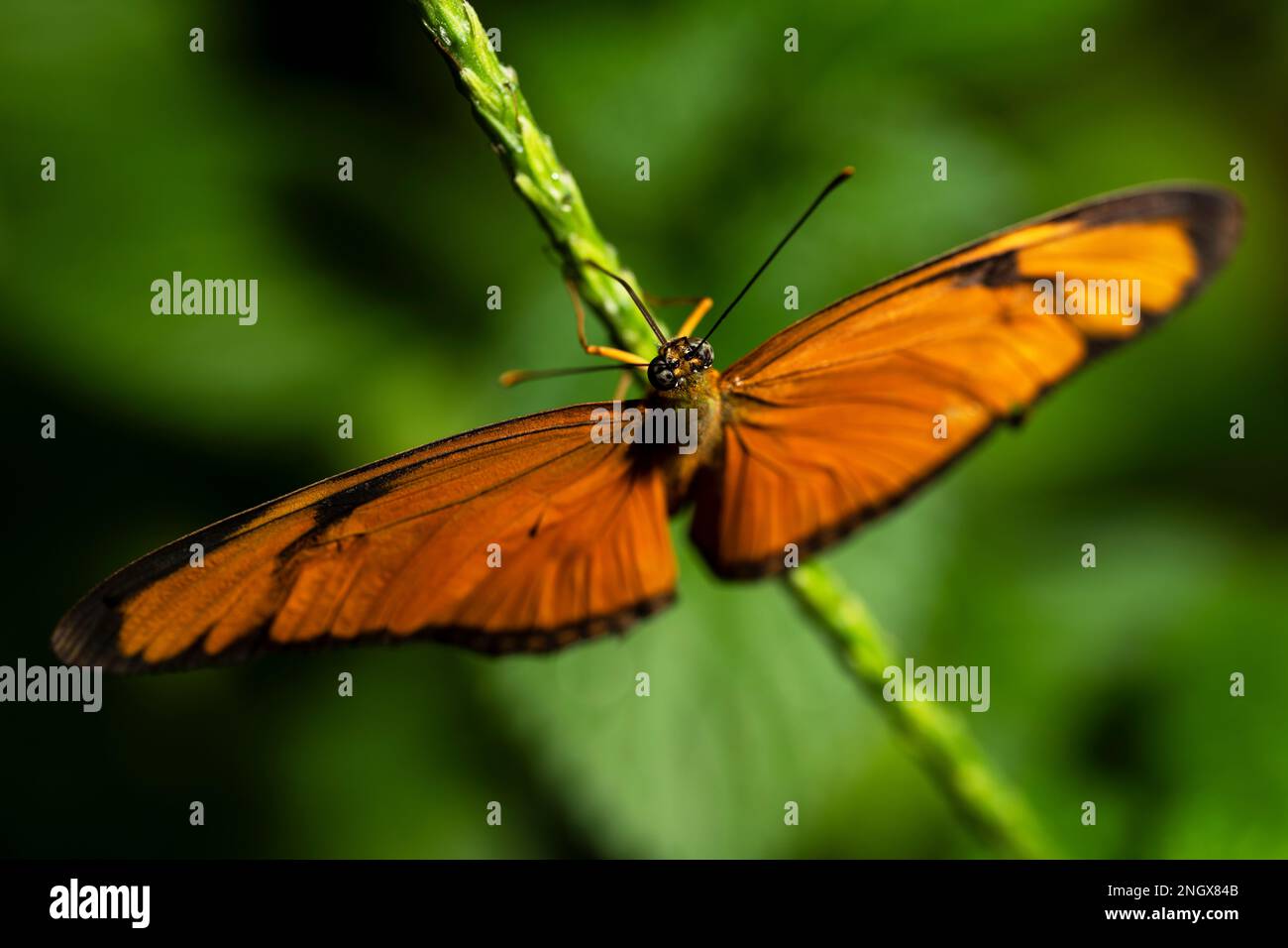 Orange Julia Butterfly. Dryas iulia, nymphalidae family Stock Photo - Alamy