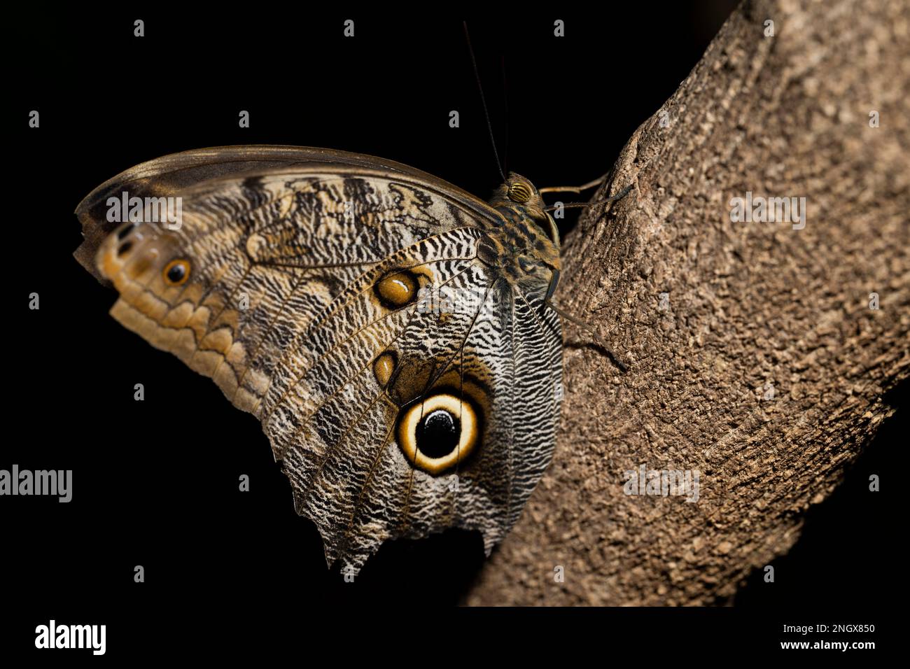 An owl butterfly perched on a branch. Scientific name: Caligo of the ...
