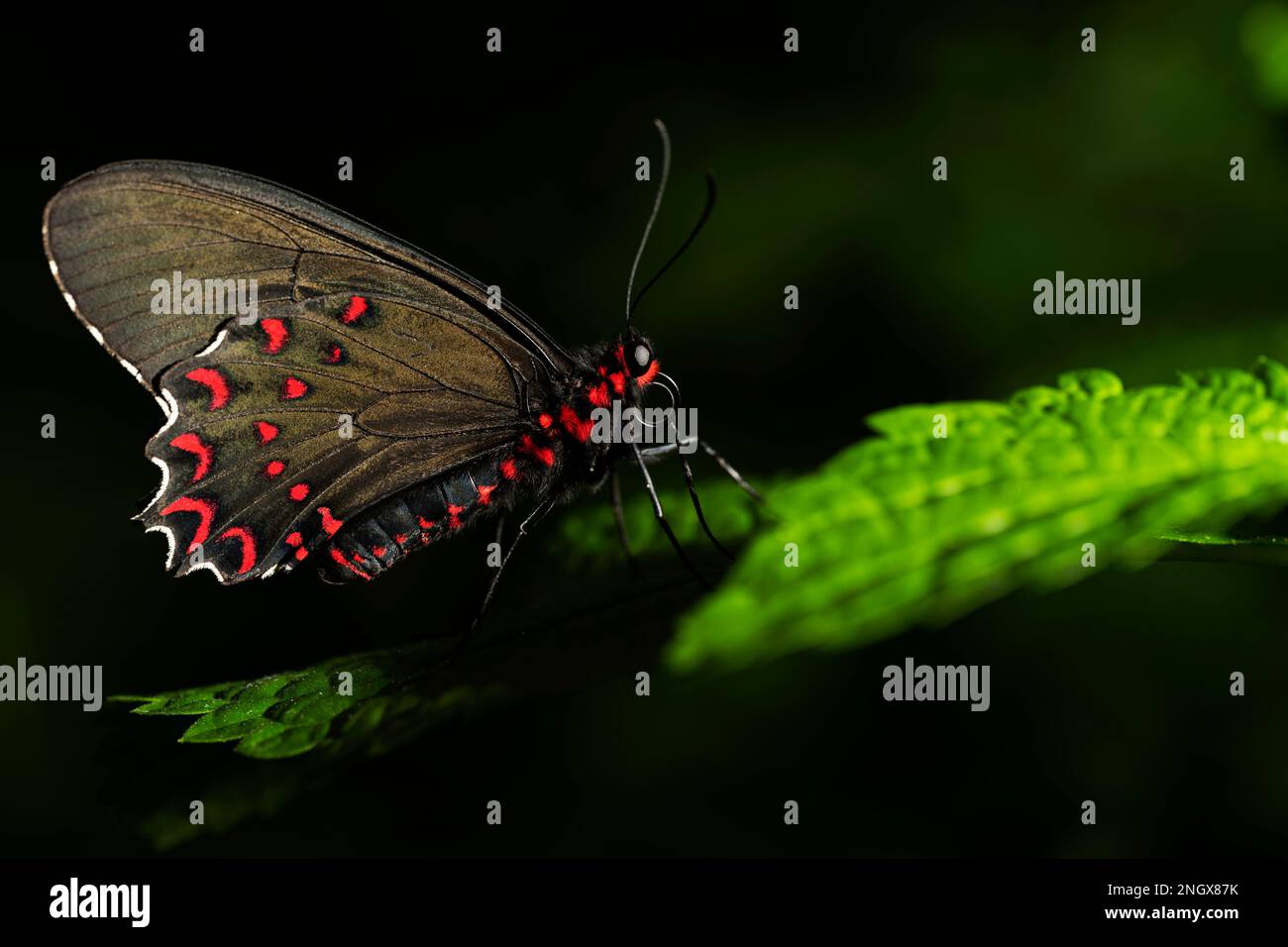 Scarlet Mormon Butterfly. Papilio rumanzovia Stock Photo - Alamy