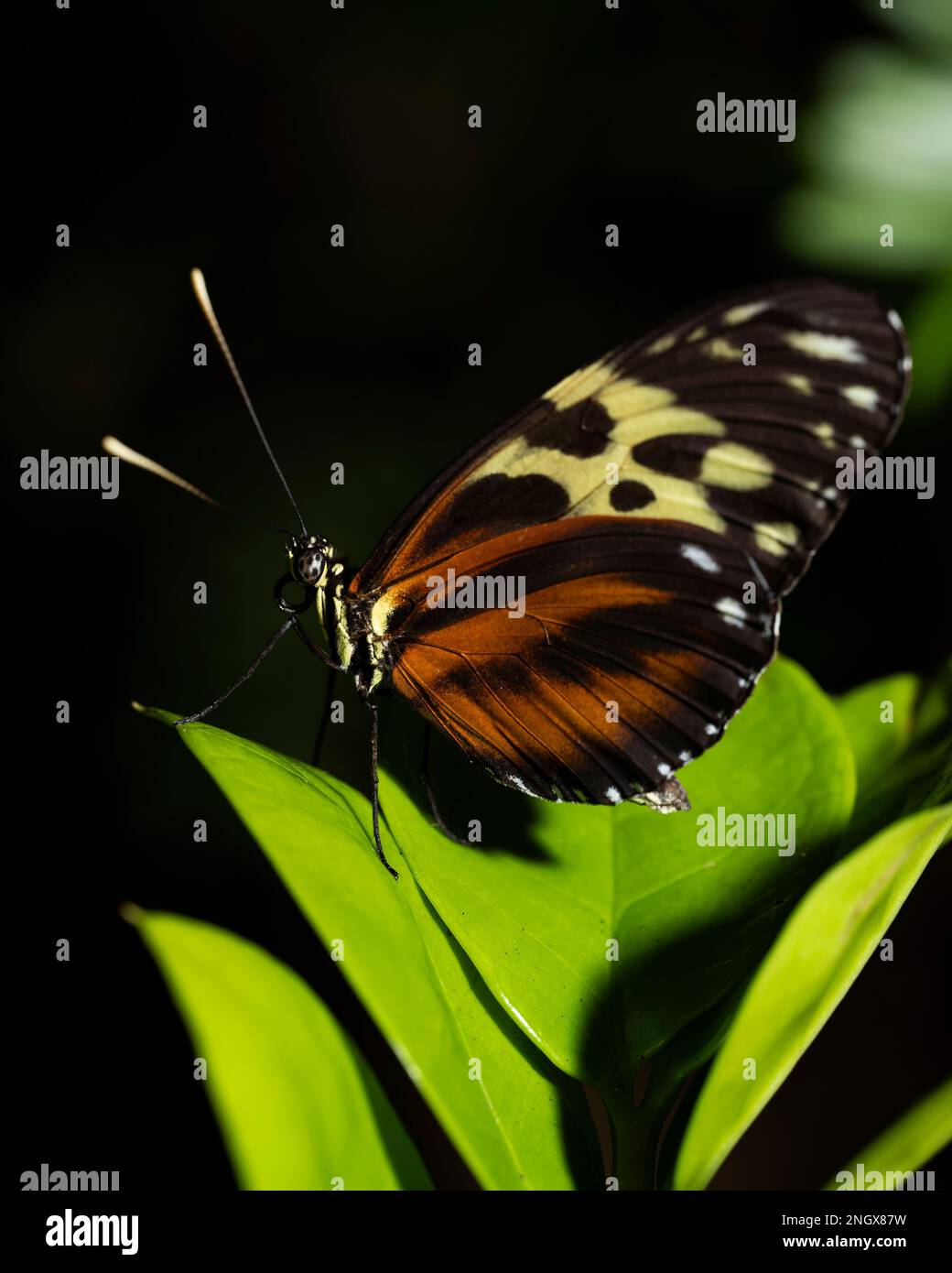 Tiger Longwing Butterfly. Heliconius hecale, nymphalidae family Stock Photo - Alamy