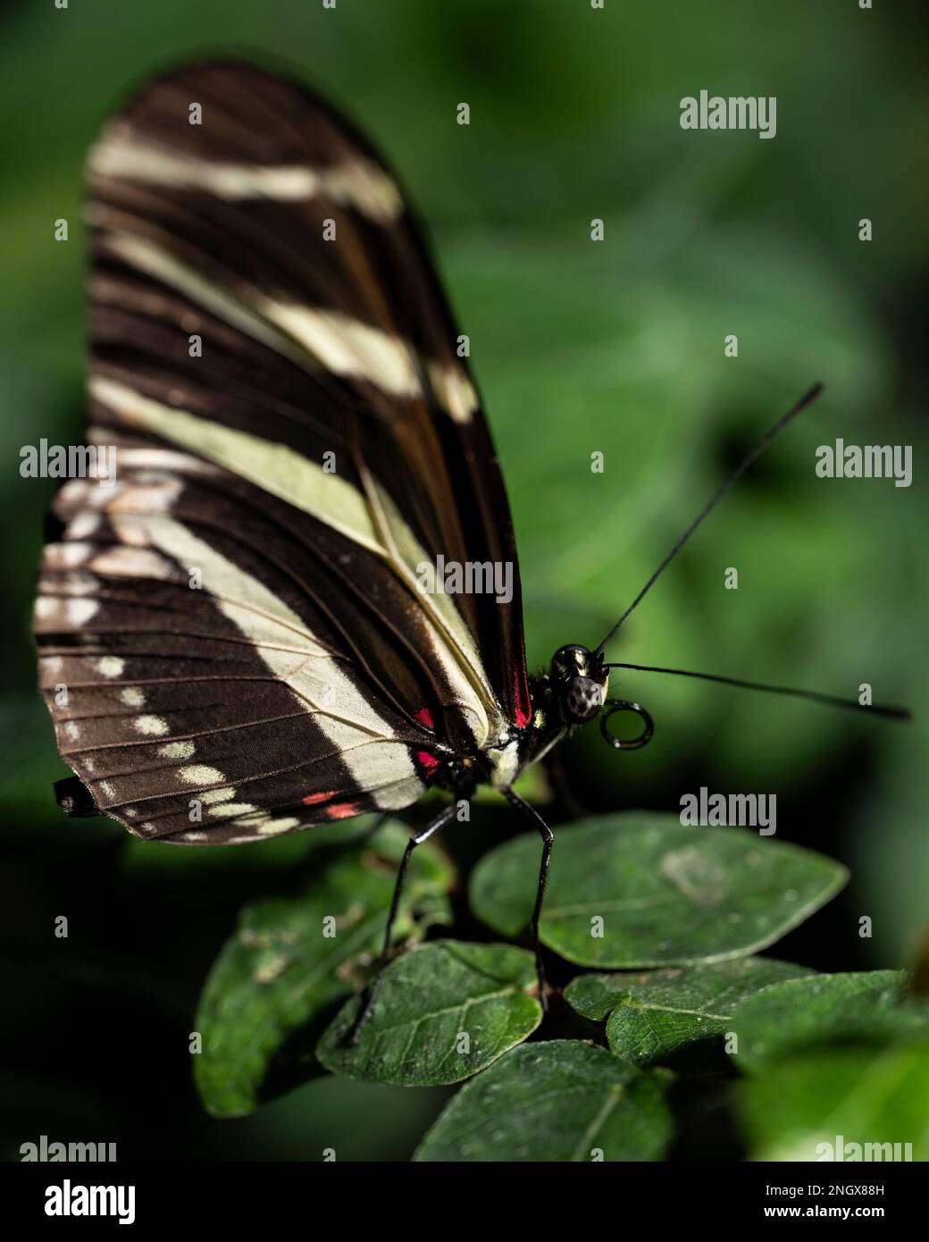 Zebra Longwing Butterfly. Heliconius charithonia, nymphalidae family ...