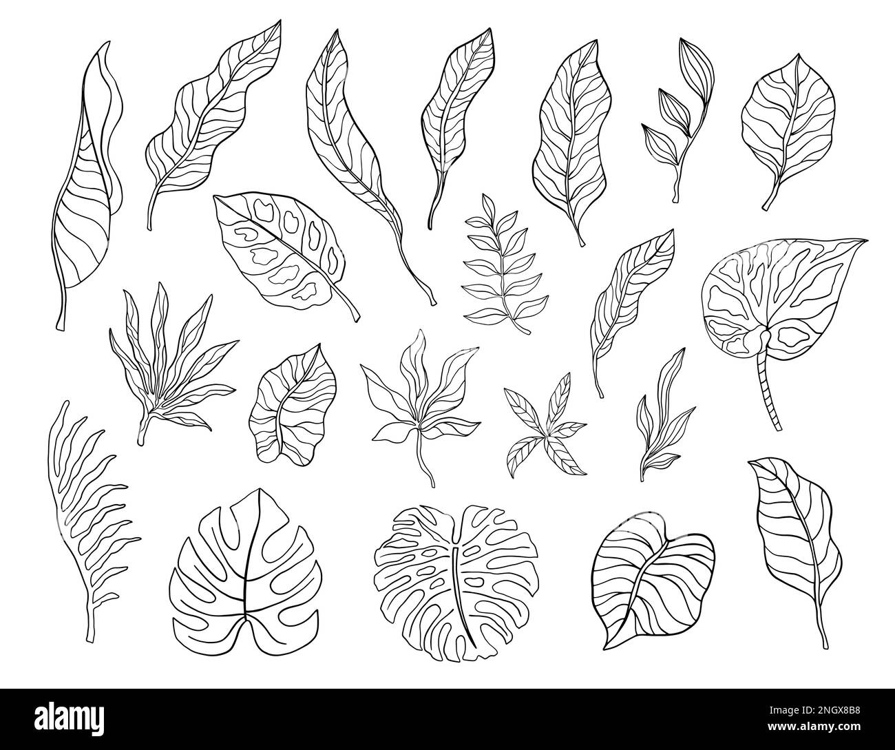 Hand drawn tropical leaves sketch shapes Stock Vector Image & Art - Alamy