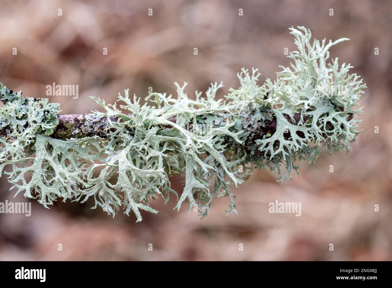 British lichens hi-res stock photography and images - Alamy British lichens hi-res stock photography and images - Alamy