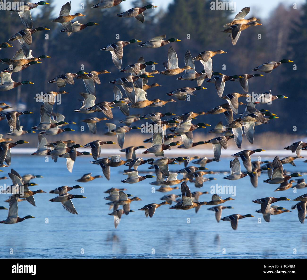 Mallards in flight hi-res stock photography and images - Alamy