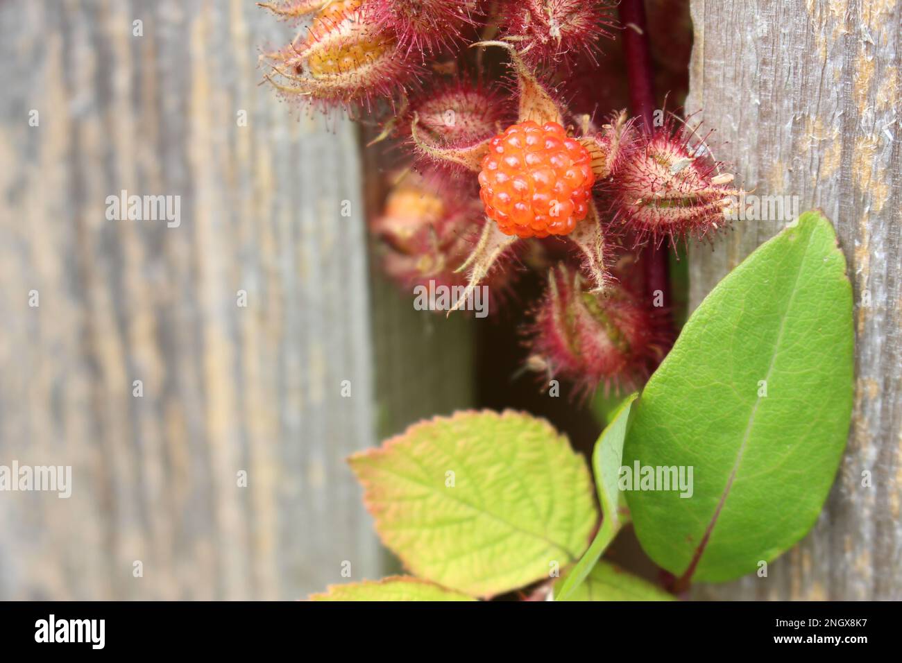Wild Japanese wineberry (Rubus phoenicolasius) almost ripe with ...