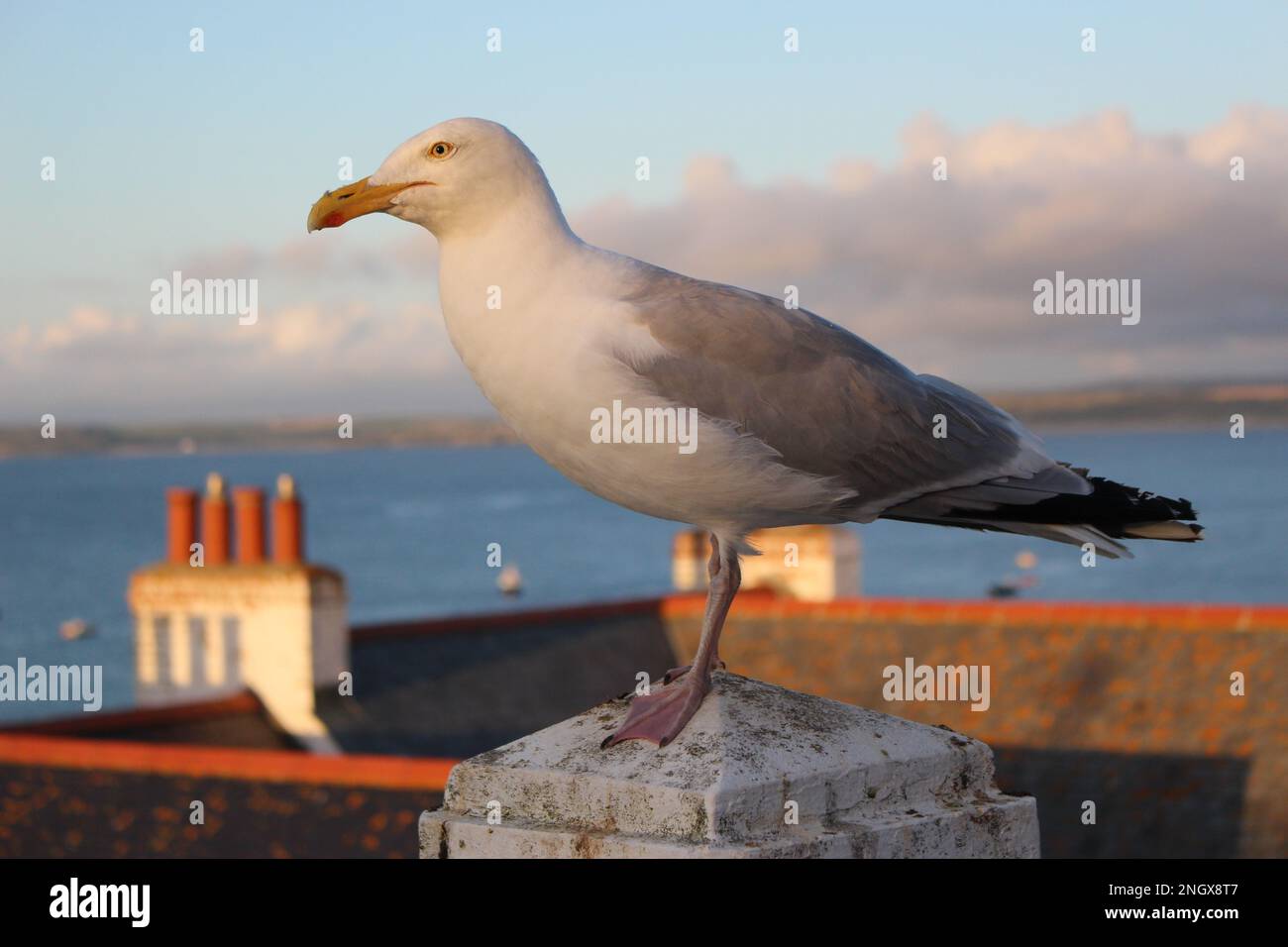Adult seagull standing on a wall at sunset. Set against a light blue ...