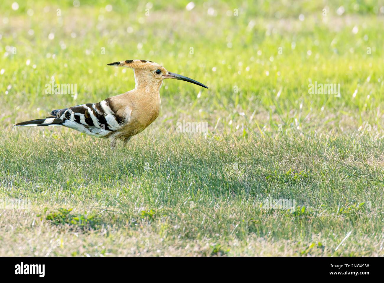 Hoopoe bird hi-res stock photography and images - Alamy