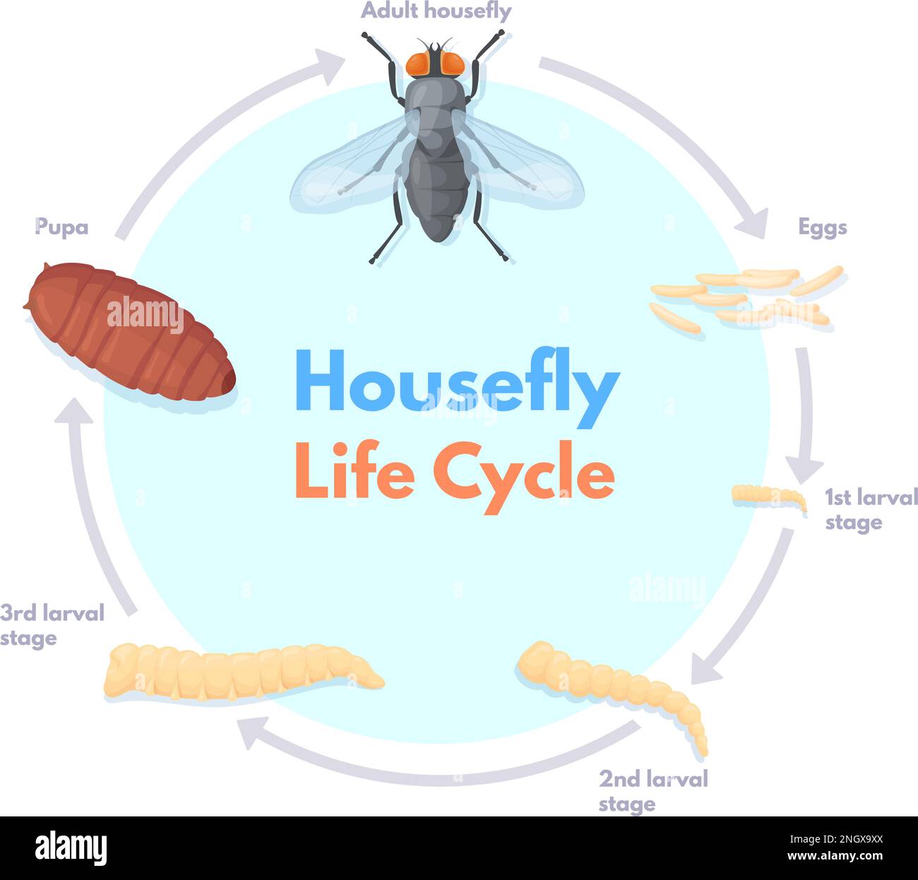 House fly life cycle hi-res stock photography and images - Alamy