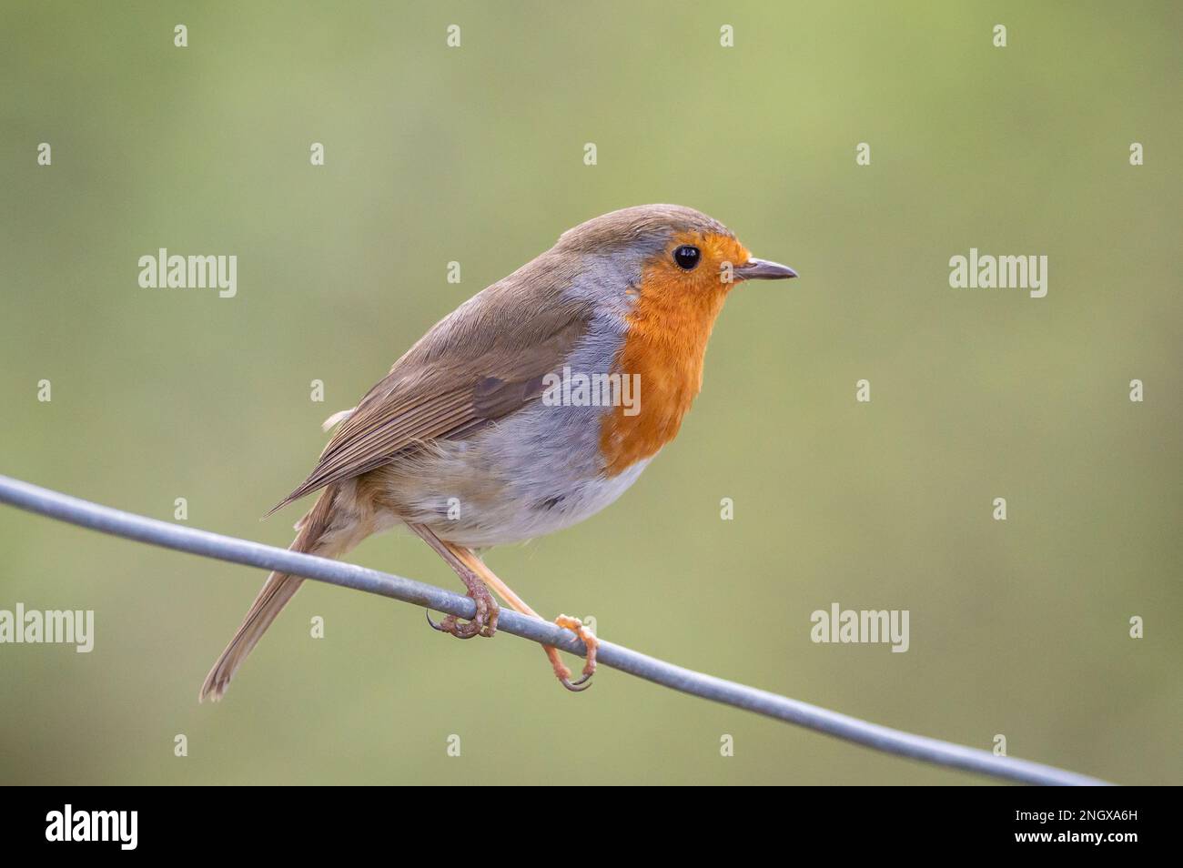 Robin on wire hi-res stock photography and images - Alamy