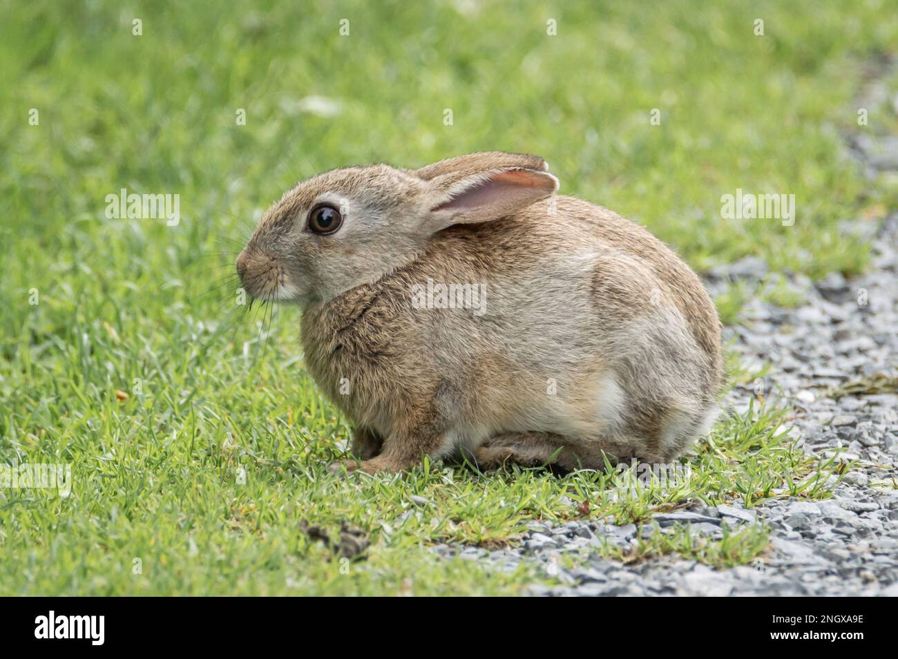 Grassy verge hi-res stock photography and images - Alamy