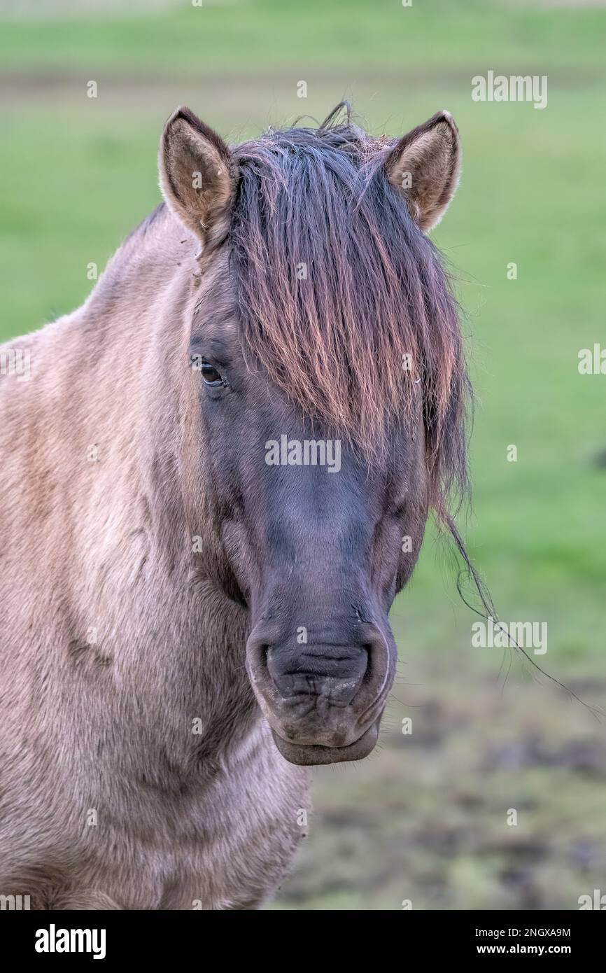 The name Konik Polski translates as little Polish horse. The breed was ...