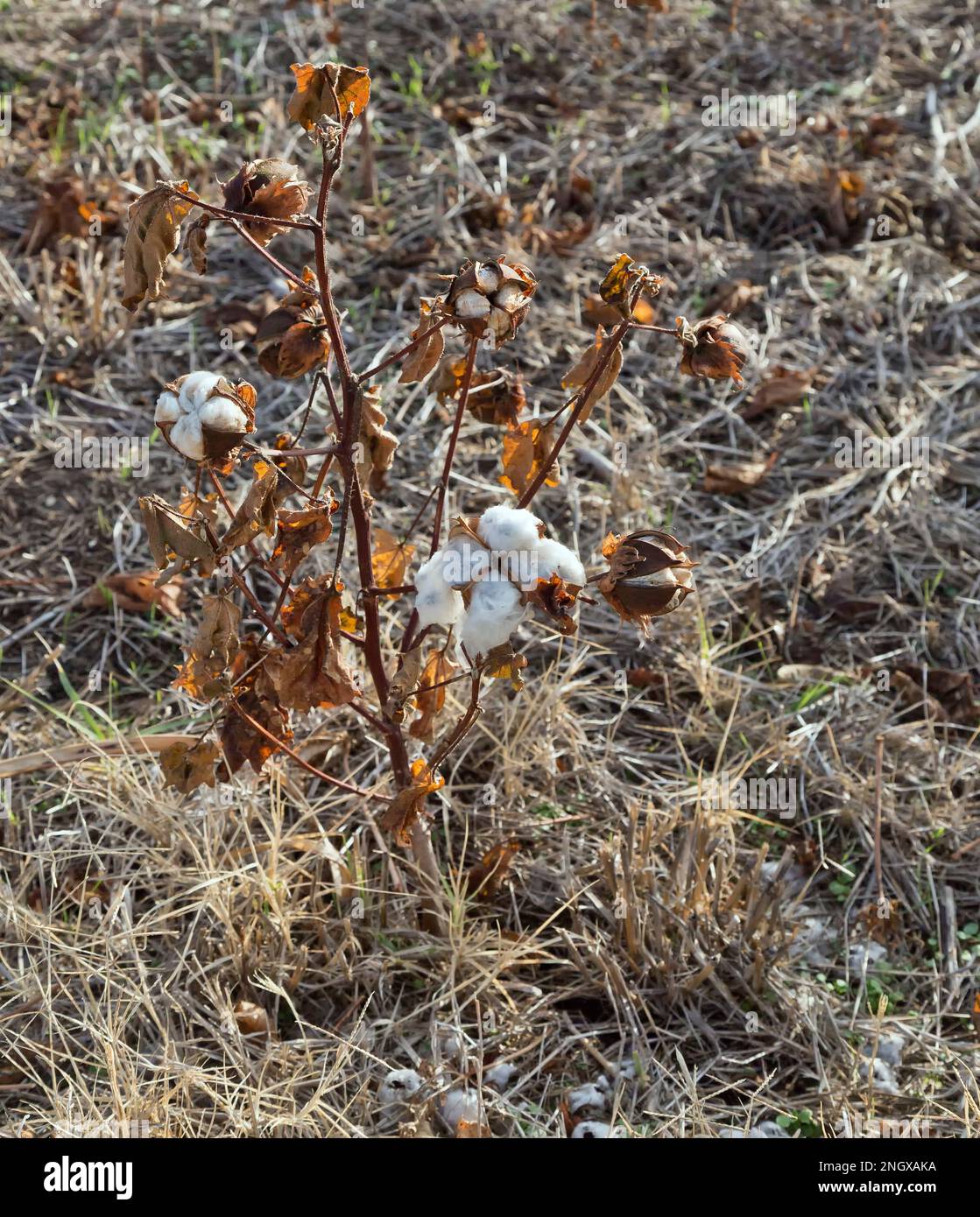 Cotton plant growing, crop failure due to lack of rainfall, Wellington ...