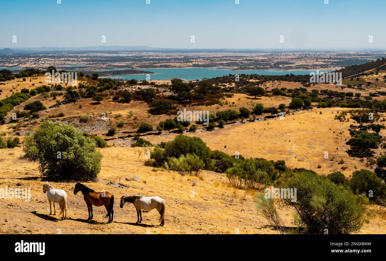 Portuguese horses hi-res stock photography and images - Alamy