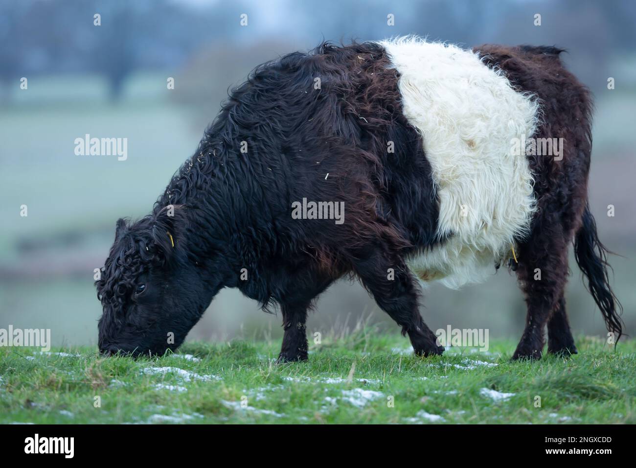 Belted Galloway cow grazing on snow covered grass in cold, bleak winter ...