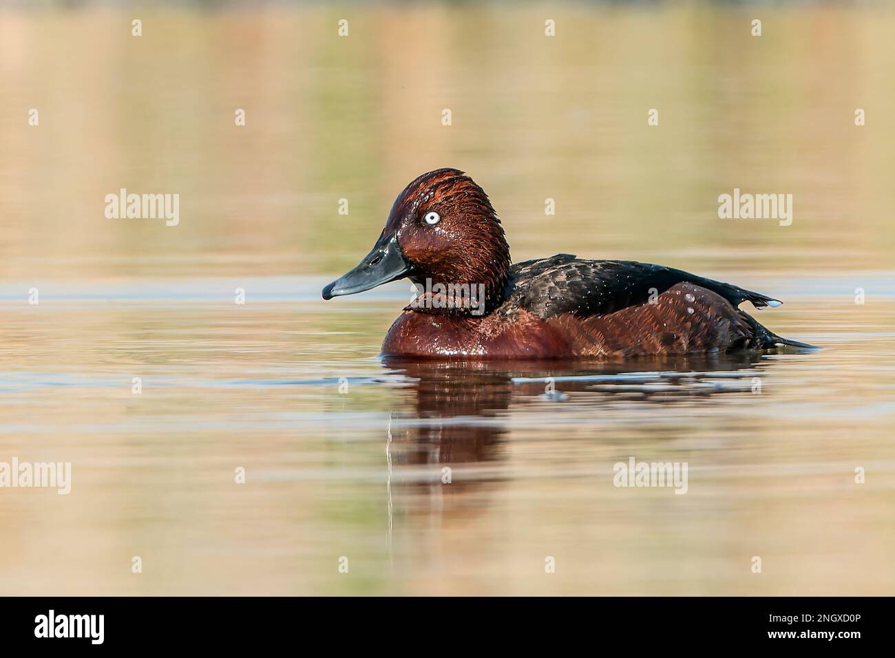 ferruginous duck or white-eyed pochard, Aythya nyroca, single adult ...