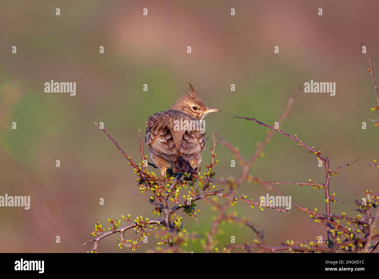 bird looking around in woodland, Crested Lark, Galerida cristata Stock ...