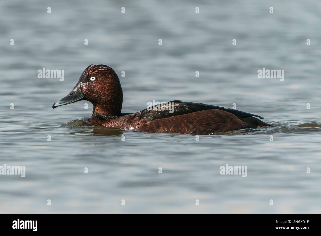 ferruginous duck or white-eyed pochard, Aythya nyroca, single adult ...