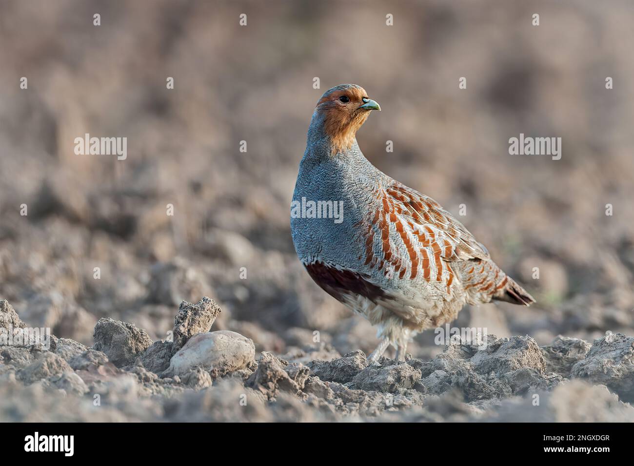 grey partridge, Perdix perdix, single adult standing on ground in field ...
