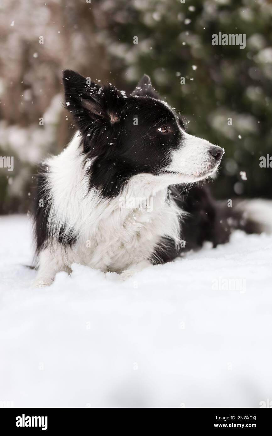 Vertical Side Portrait of Border Collie in Winter Garden. Profile of ...