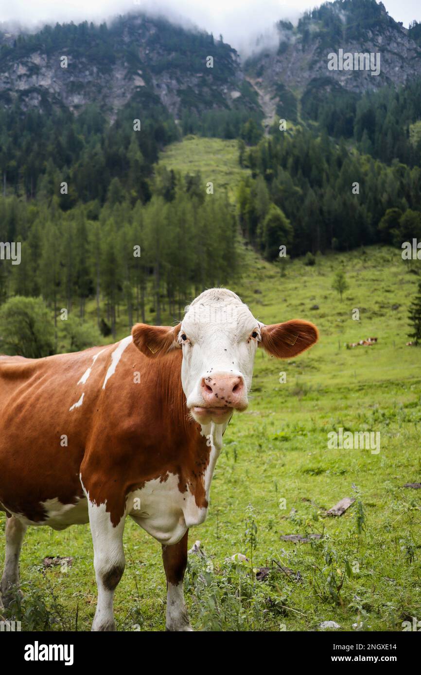 Vertical Brown and White Cow with Austrian Mountains. Bos Taurus in ...