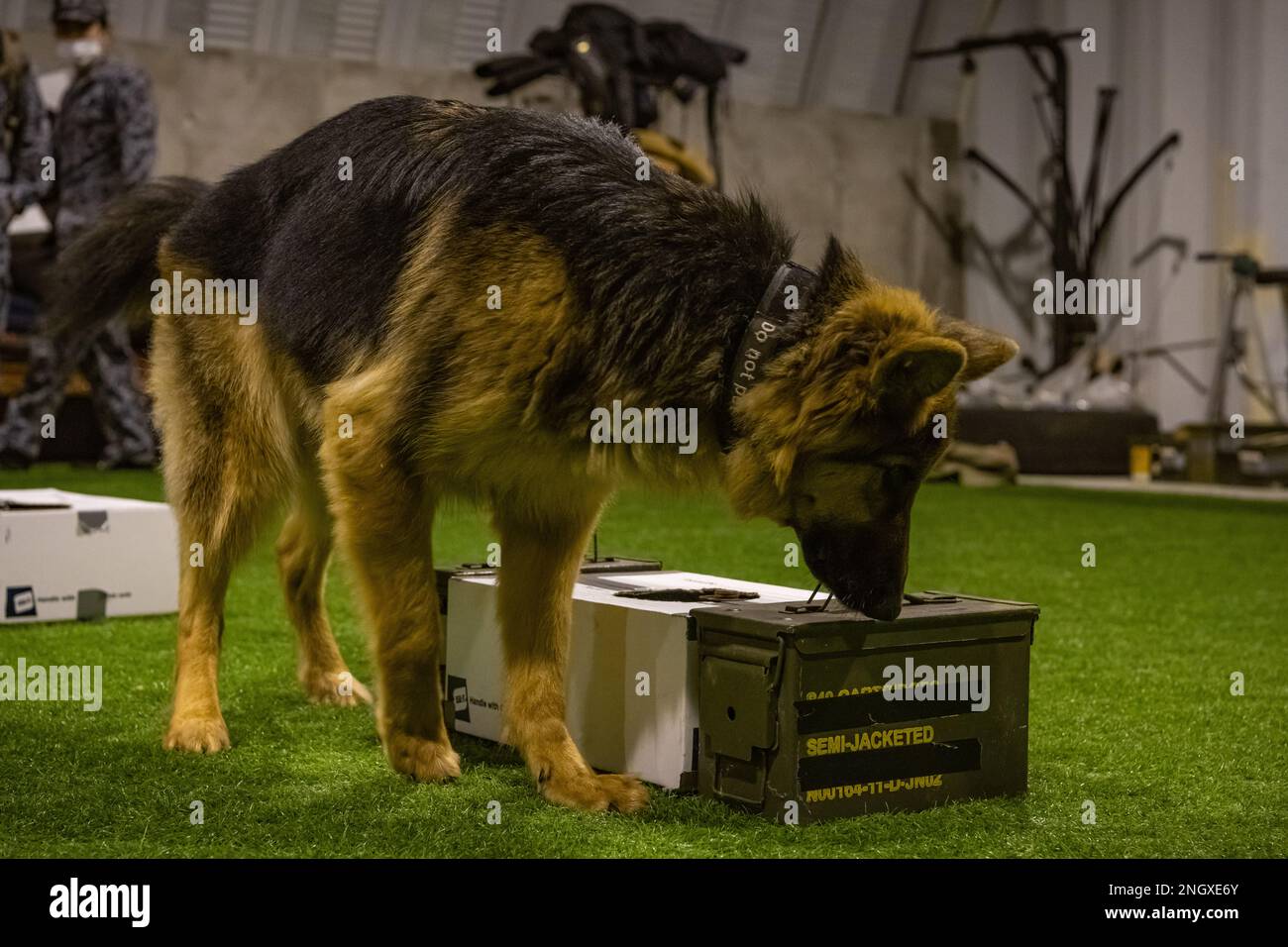 Dicker, Japan Air Self-Defense Force military working dog, sniffs for ...