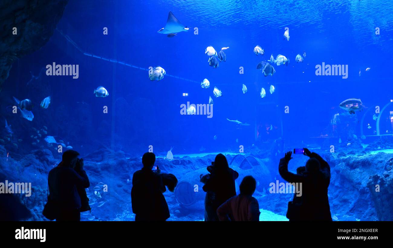 Inside water tank aquarium many hi-res stock photography and images - Alamy